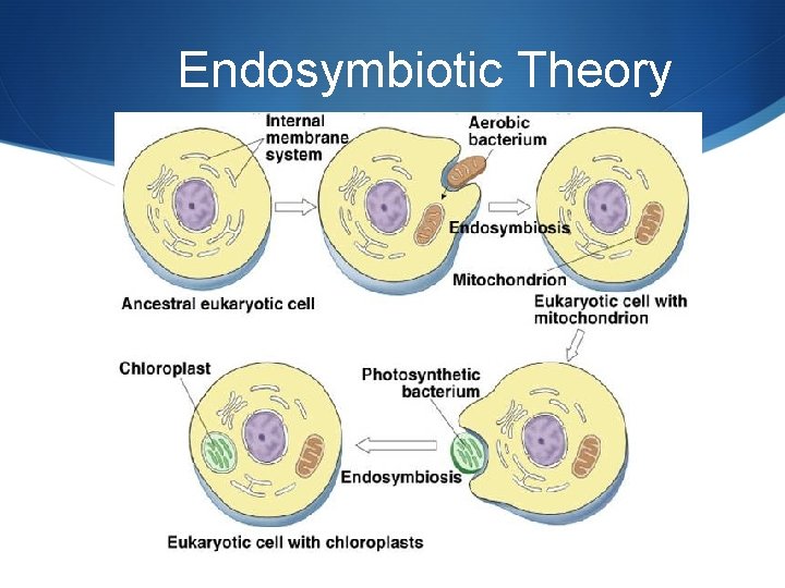Origins of Life Where did life on earth
