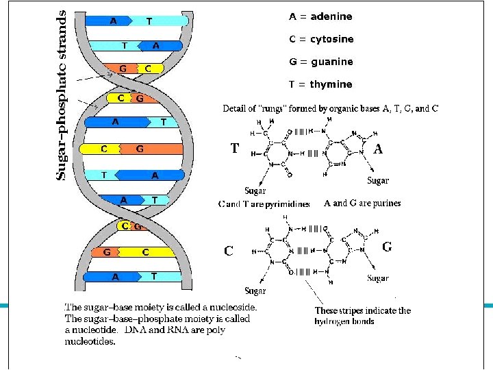 The Genetics of Eosinophilic Esophagitis Philip E Putnam