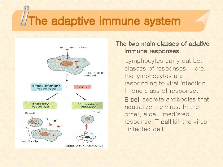 Immune system Adaptive immunity B cell ng u