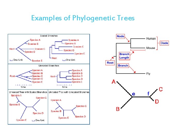 Plant Molecular Systematics Phylogenetics Systematics classifies ...