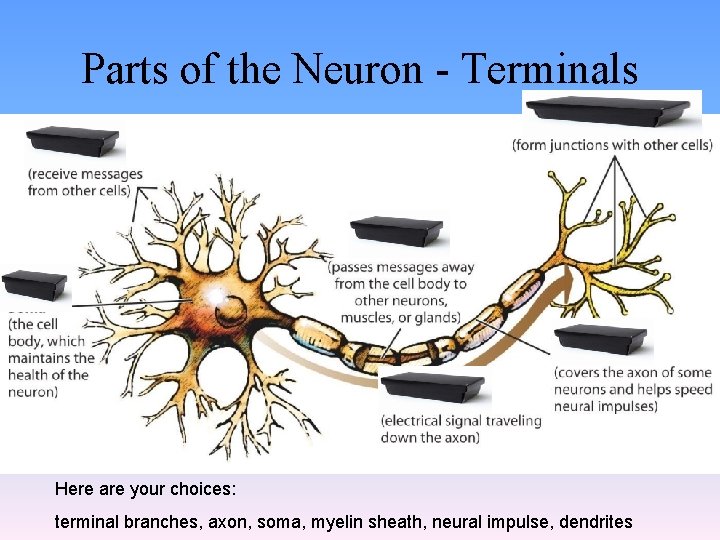 Chapter 3 The Biological Bases of Behavior Module