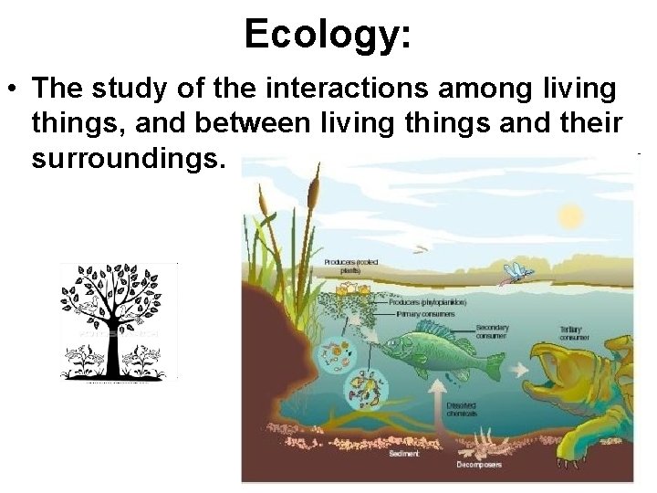 Ecology The study of the interactions among living