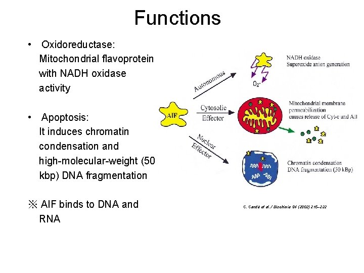 Progress Report Apoptosis inducing factor l l Introduction