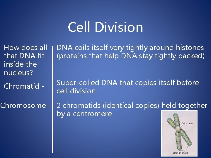 DNA STRUCTURE AND REPLICATION Molecular Genetics DNA Molecule