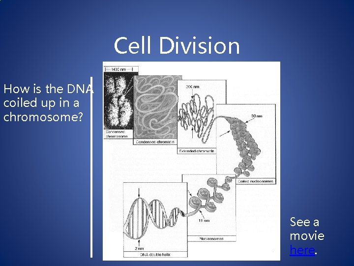 DNA STRUCTURE AND REPLICATION Molecular Genetics DNA Molecule
