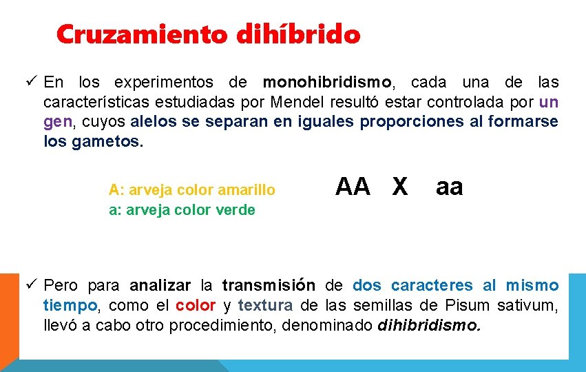 SEGUNDA LEY DE MENDEL DIHIBRIDISMO Objetivo de clase