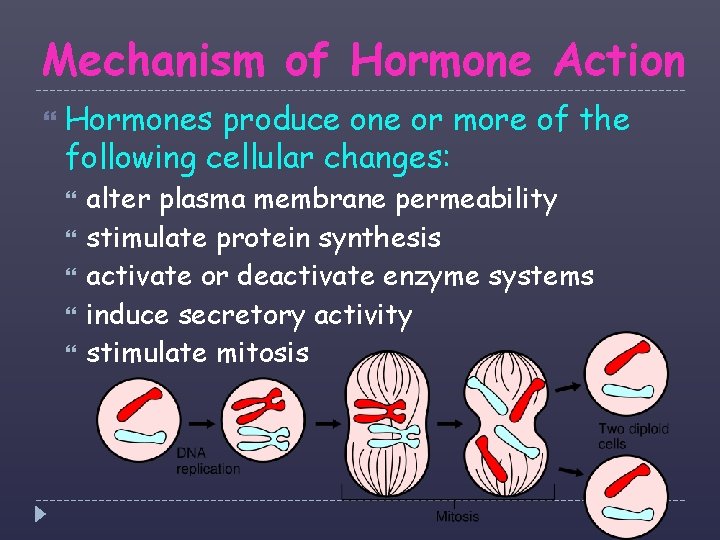 Chapter 16 The Endocrine System Objectives Define the