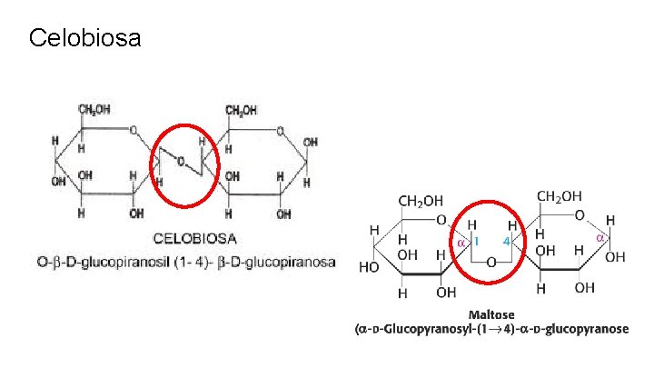 QUMICA BIOLGICA HIDRATOS DE CARBONO 4 QUMICA ESCUELA