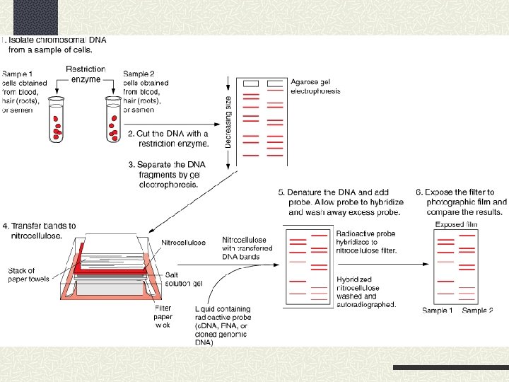 DNA Fingerprinting and Forensic Analysis Chapter 8 Fall