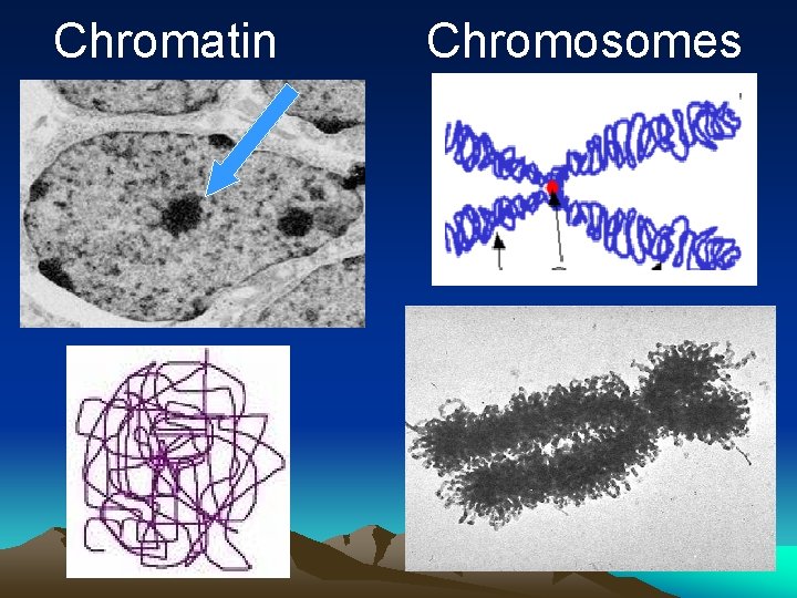CELL CYCLE NOTES I Growth and Development Complex