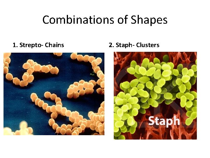 Bacteria 2 Kingdoms of Bacteria Kingdom Archaebacteria Ancient