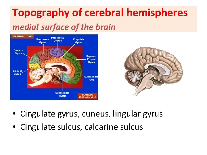 Parts of the Brain Dr Ajith Sominanda Department