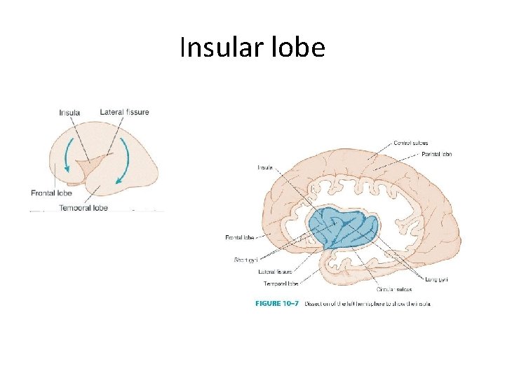 Parts of the Brain Dr Ajith Sominanda Department