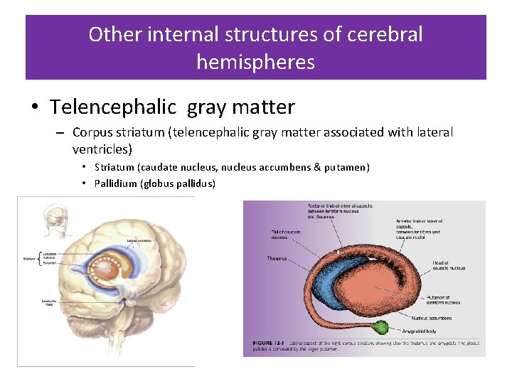 Parts of the Brain Dr Ajith Sominanda Department