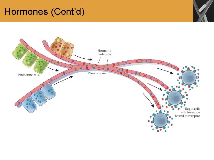 Chapter TwentyFour Integration of Metabolism Cellular Signaling Connections