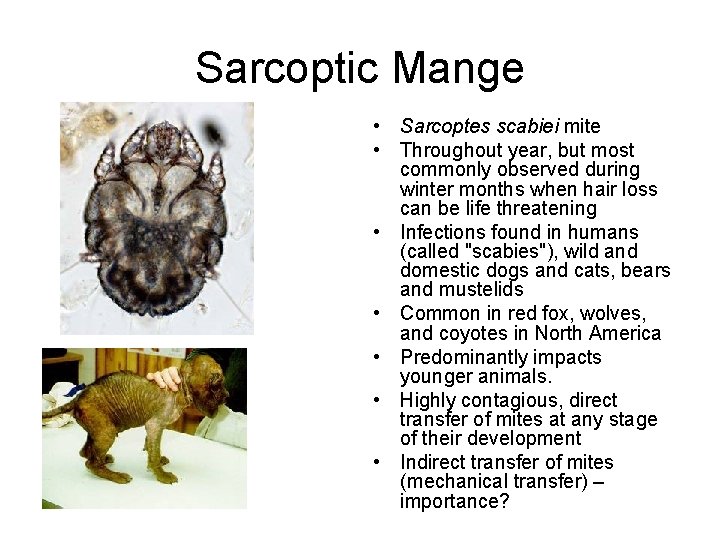 Meningeal Worm Moose elk caribou reindeer mule deer