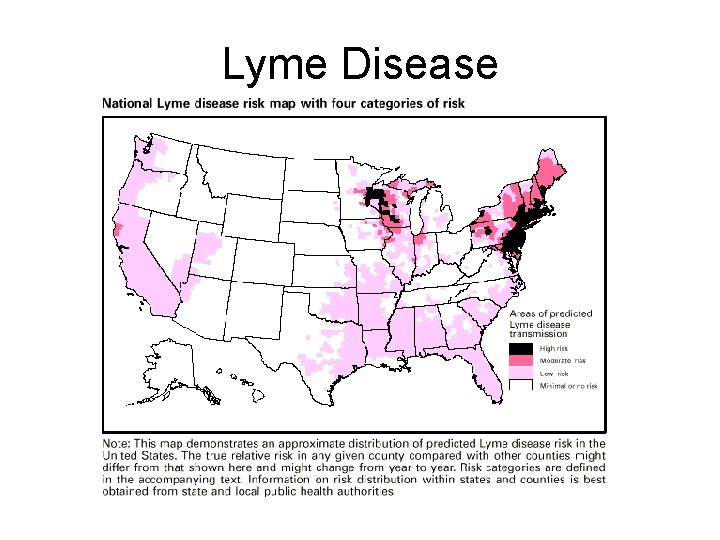 Meningeal Worm Moose elk caribou reindeer mule deer