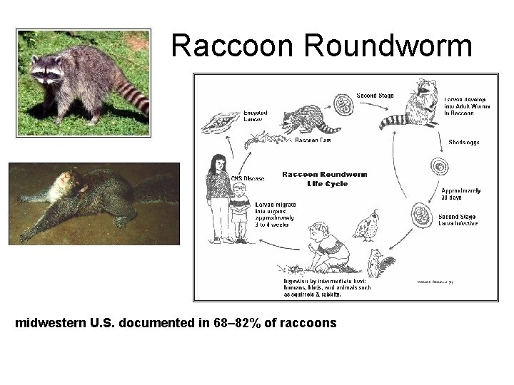 Meningeal Worm Moose elk caribou reindeer mule deer