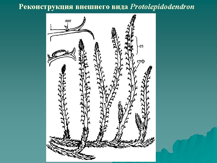 LYCOPODIOPHYTA 1 Lycopodiopsida Isosporea Drepanophycales Asteroxylon ...