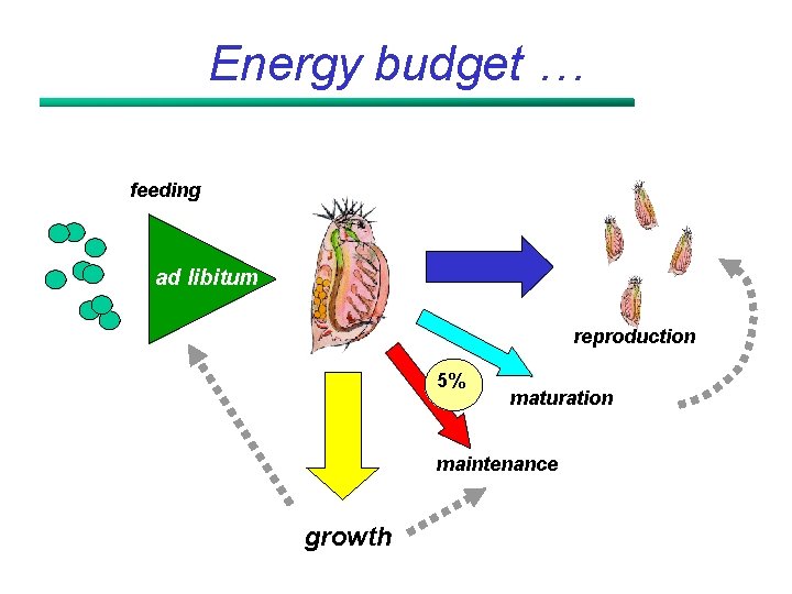 Dynamic Energy Budget DEB theory by Elke Svenja
