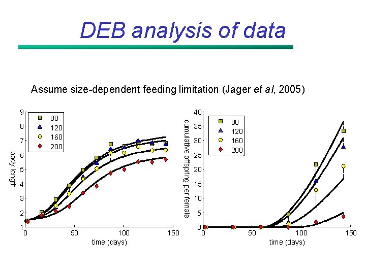 Dynamic Energy Budget DEB theory by Elke Svenja