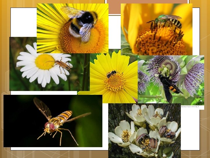 Making Pollinator Habitat Your Personal Pollinator Paradise Defining