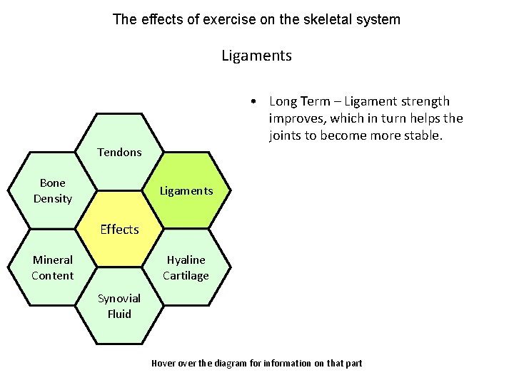 The effects of exercise on the skeletal system