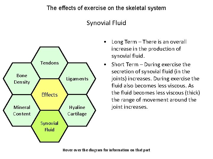 The effects of exercise on the skeletal system