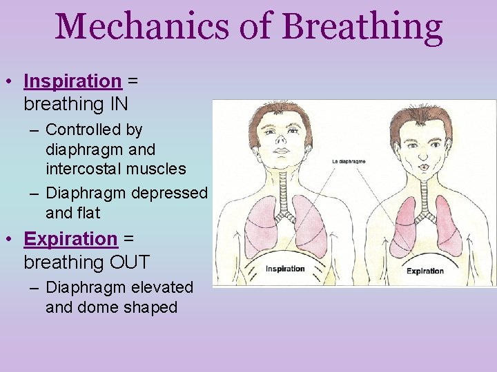 The Respiratory System Functions of the Respiratory System
