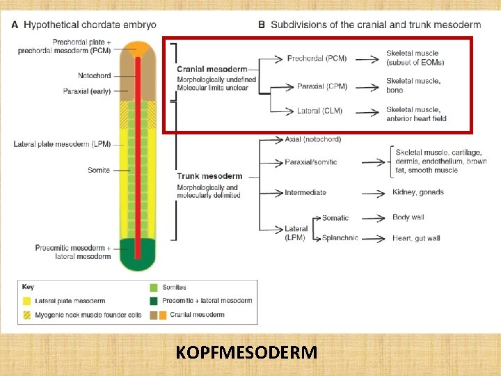 MEDIZINISCHE EMBRYOLOGIE I 20192020 WINTERSEMESTER Neuralleiste 2 Plakoden