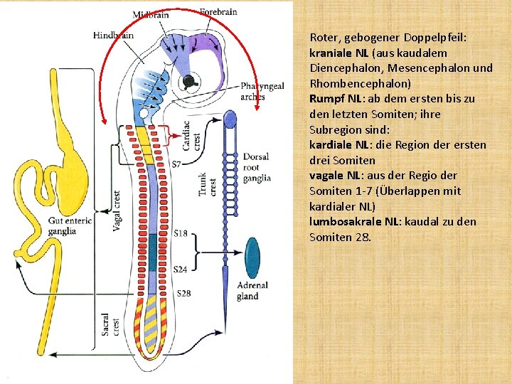 MEDIZINISCHE EMBRYOLOGIE I 20192020 WINTERSEMESTER Neuralleiste 2 Plakoden