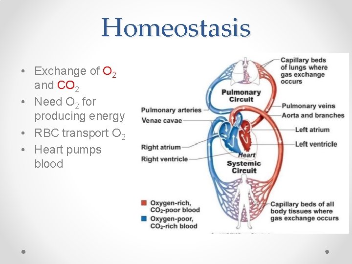 HOMEOSTASIS THE CARDIOPULMONARY SYSTEM Breathing and Transport of