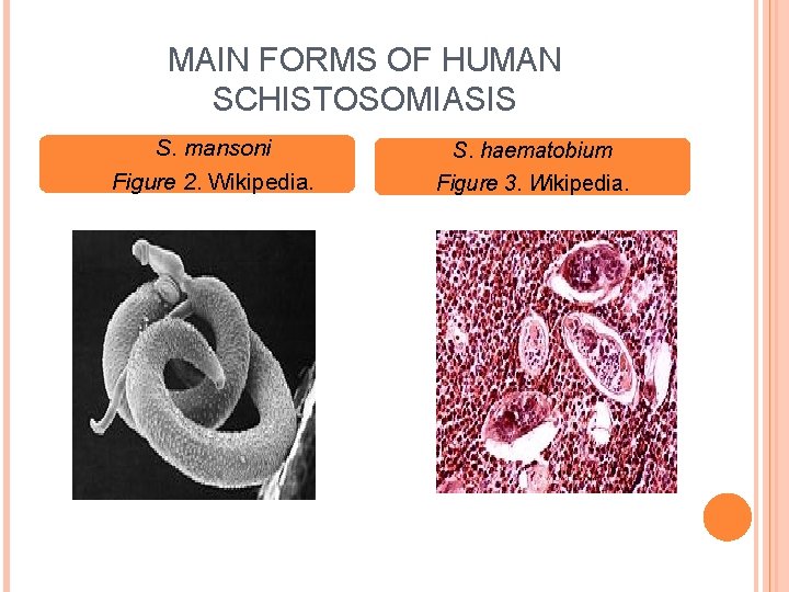 SCHISTOSOMIASIS IN AFRICA Tymeka Lewis Ph D student