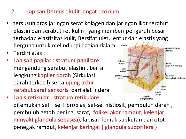 ANATOMI FISIOLOGIPATOFISIOLOGI MANUSIA STRUKTUR ANATOMI TUBUH MANUSIA ...