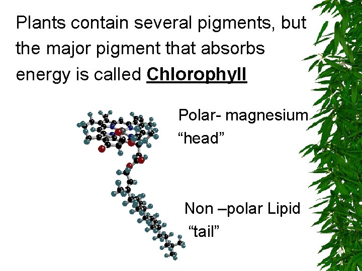 The function and Structure of Chloroplasts Photosynthesis I