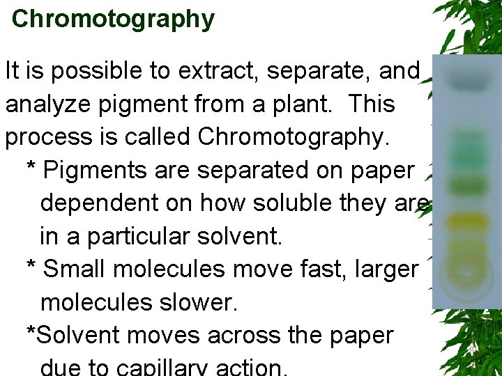 The function and Structure of Chloroplasts Photosynthesis I
