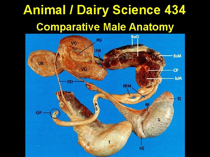 Animal Dairy Science 434 Comparative Male Anatomy Testis