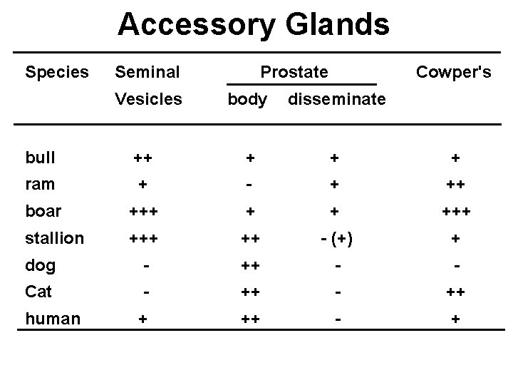 Animal Dairy Science 434 Comparative Male Anatomy Testis