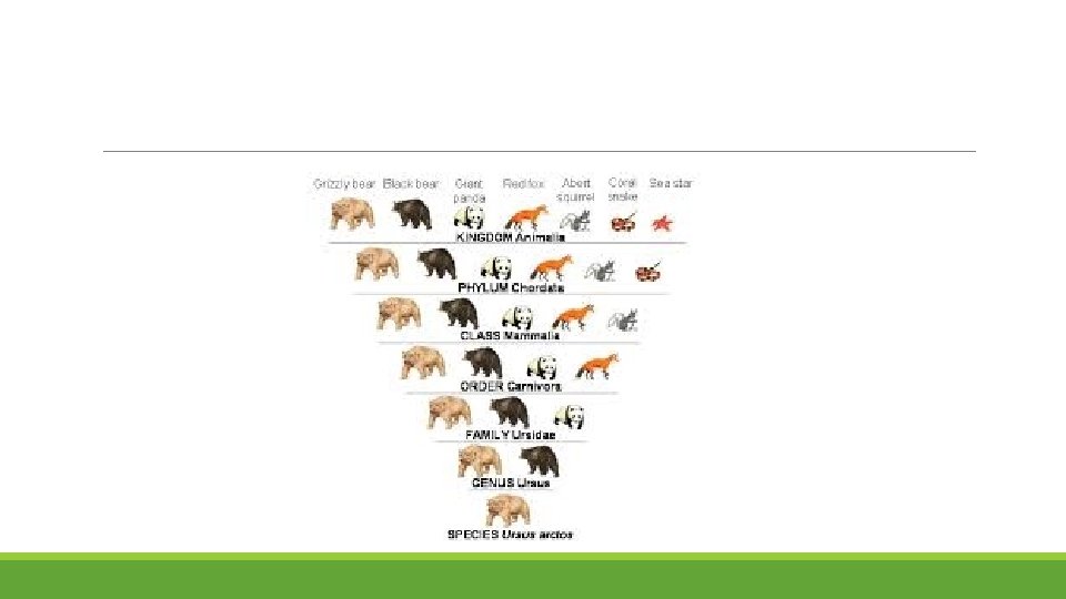 Classification CHAPTER 18 What is Classification Classification is