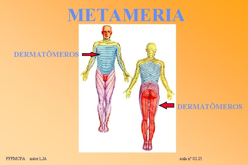 PLANOS DE CONSTRUO DO CORPO HUMANO FFFCMPA autor