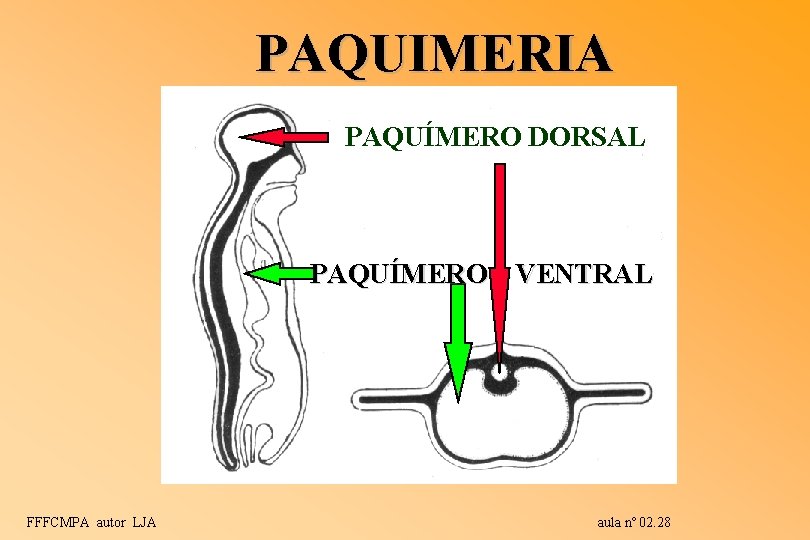 PLANOS DE CONSTRUO DO CORPO HUMANO FFFCMPA autor
