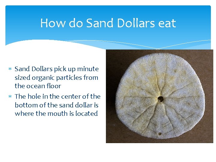 Sand Dollars A lesson Planned by Jenny Ziehler