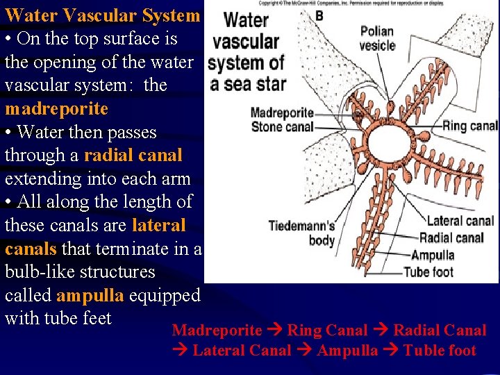 Phylum Echinodermata General Characteristics Adults exhibit pentamerous ...