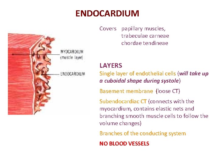 LAYERS OF THE HEART WALL FIBROUS SKELETON MYOCARDIUM