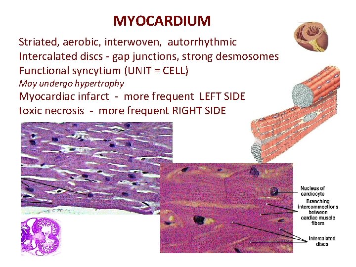 LAYERS OF THE HEART WALL FIBROUS SKELETON MYOCARDIUM