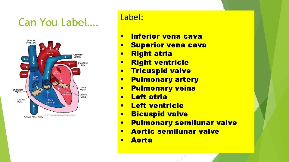 The Heart Parts and Conduction System Biology 12
