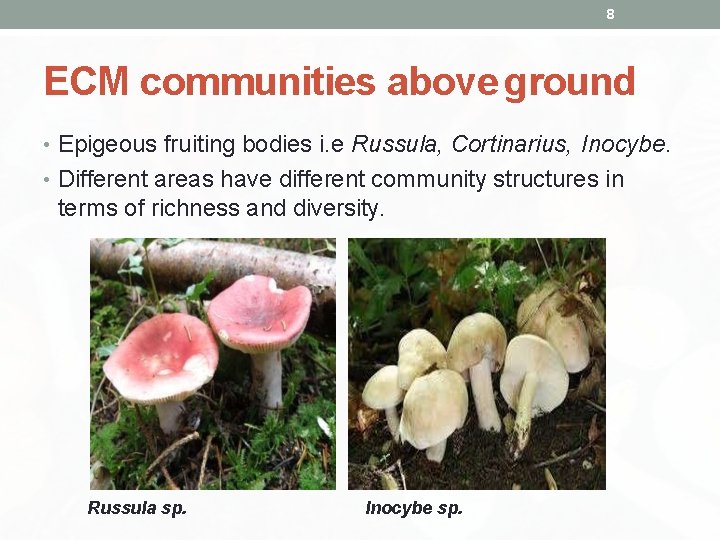 Subject Plant Fungal Interactions 1 ECTOMYCORRHIZAL FUNGAL COMMUNITIES