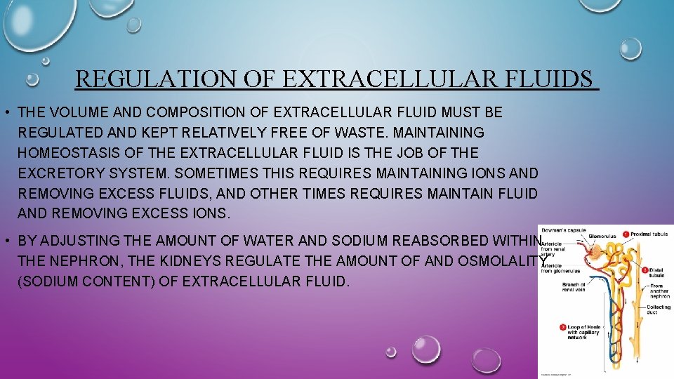 REGULATION OF EXTRACELLULAR FLUIDS BY REBECCA LOCKMILLER SAM