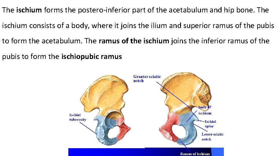 Bones of Lower Limb Body weight is transferred
