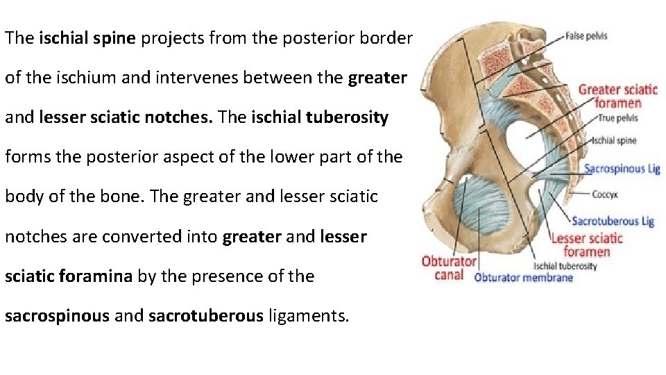 Bones of Lower Limb Body weight is transferred